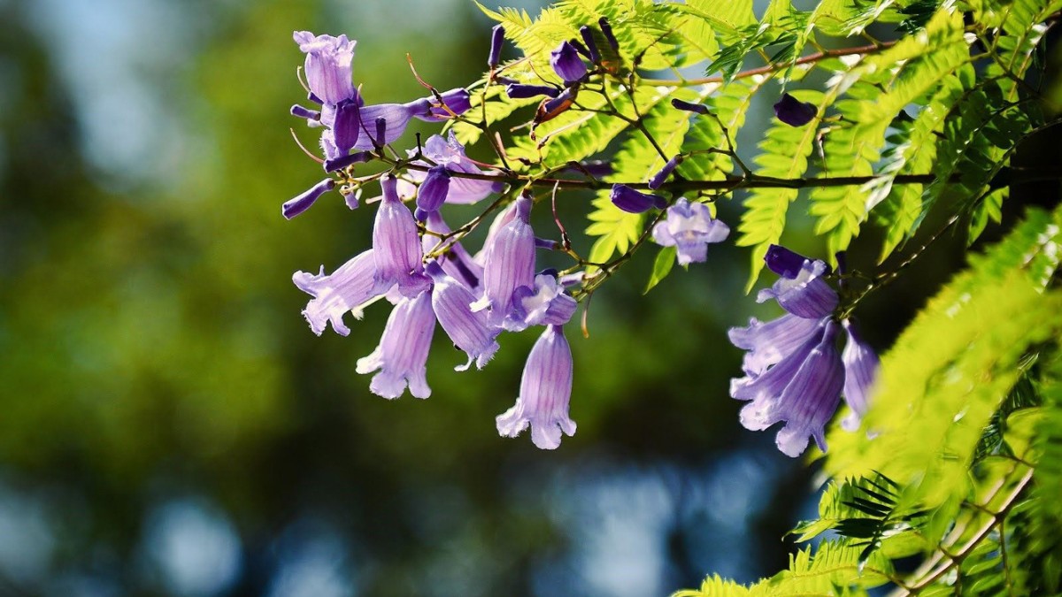 Tổng hợp 50+ hình ảnh hoa phượng đẹp gắn liền với mùa hè